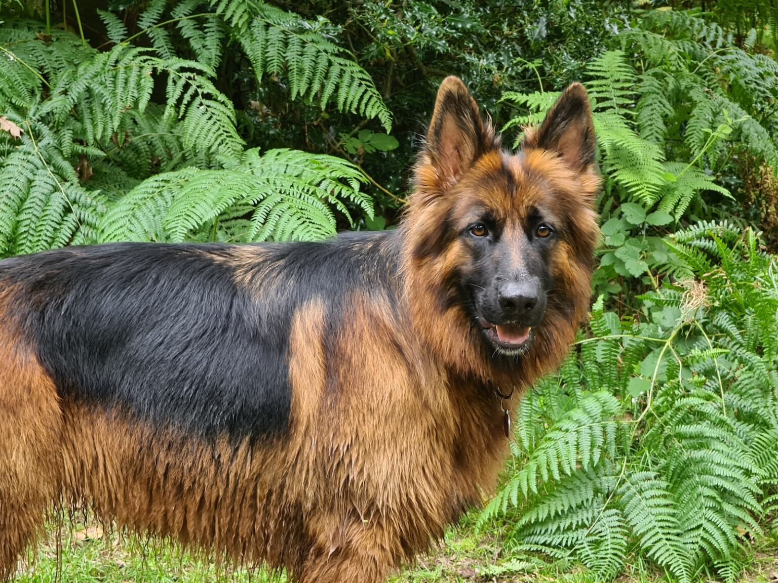 Bicolor German Shepherd: Characteristics, Personality, and Curiosities ...