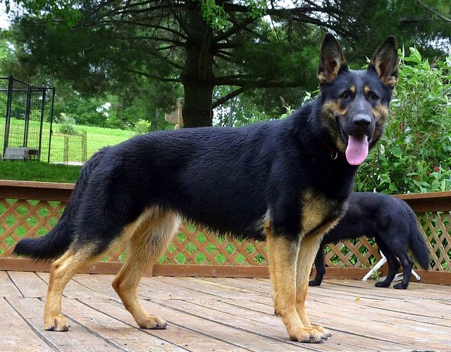 Bicolor German Shepherd: Characteristics, Personality, and Curiosities ...
