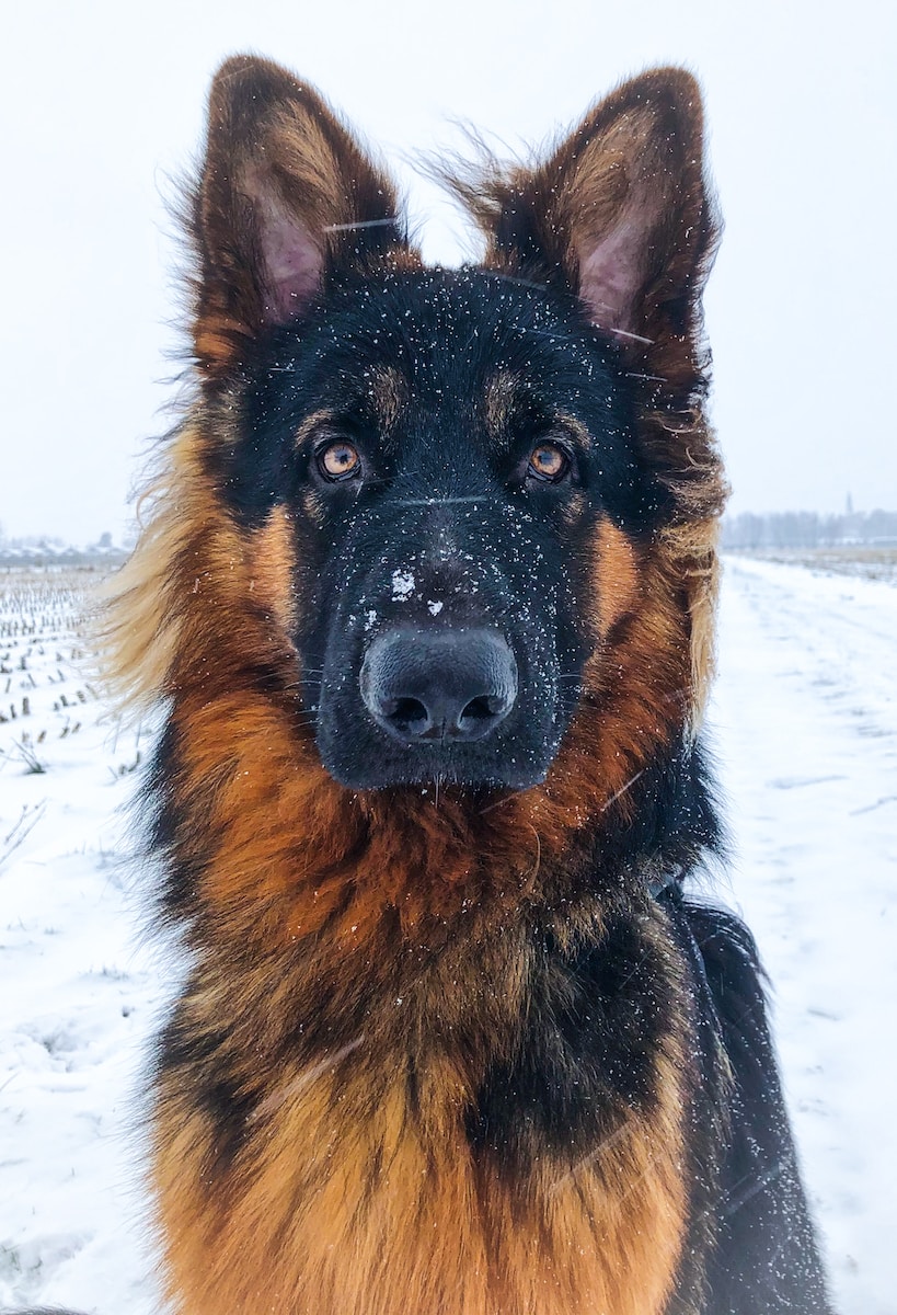 Male German Shepherd: Characteristics, Care, and Curiosities | German ...