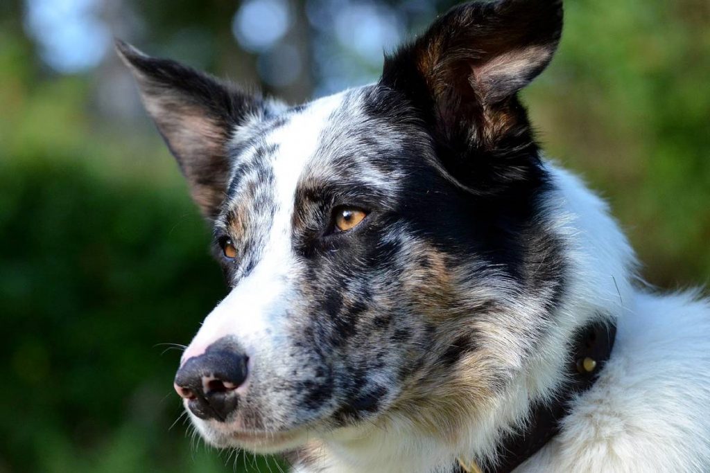 Australian German Shepherd: behavior, care and curiosities | German ...