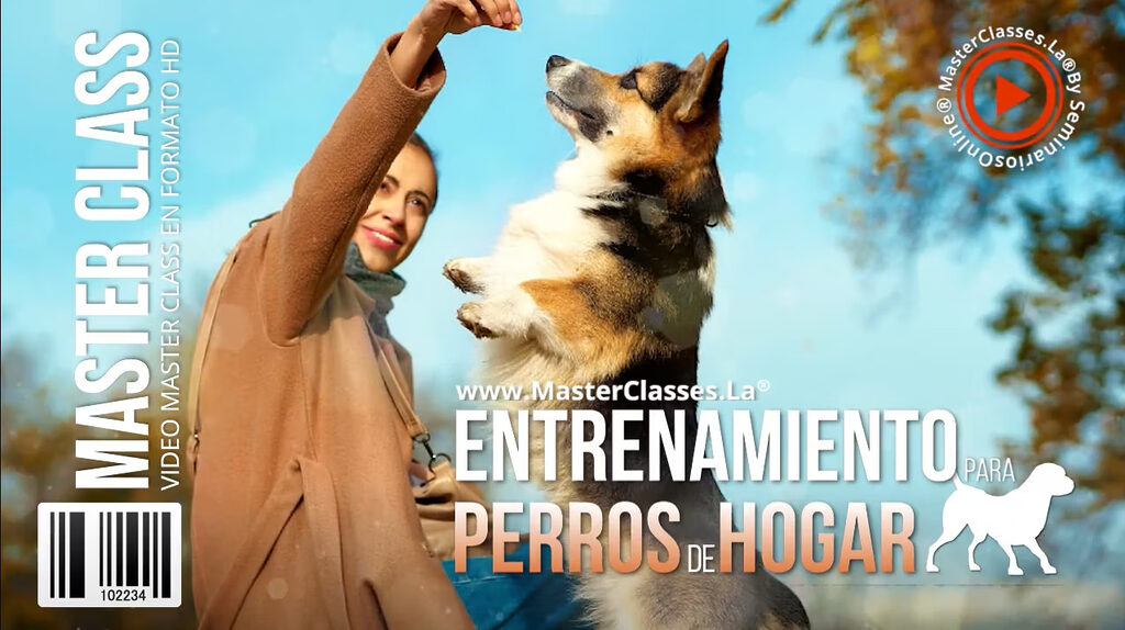 Pastor alemán con pedigree: Características, cuidados y precios | Tienda El Pastor Alemán