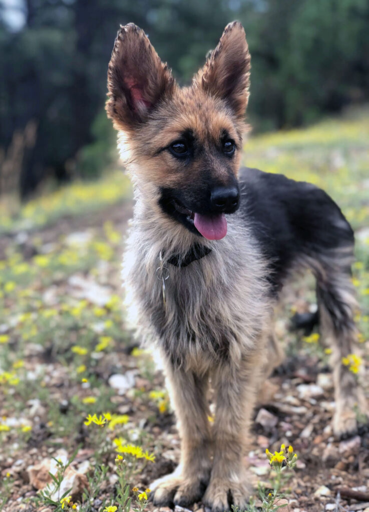Pastor alemán pequeño: La mascota perfecta para espacios pequeños y ...