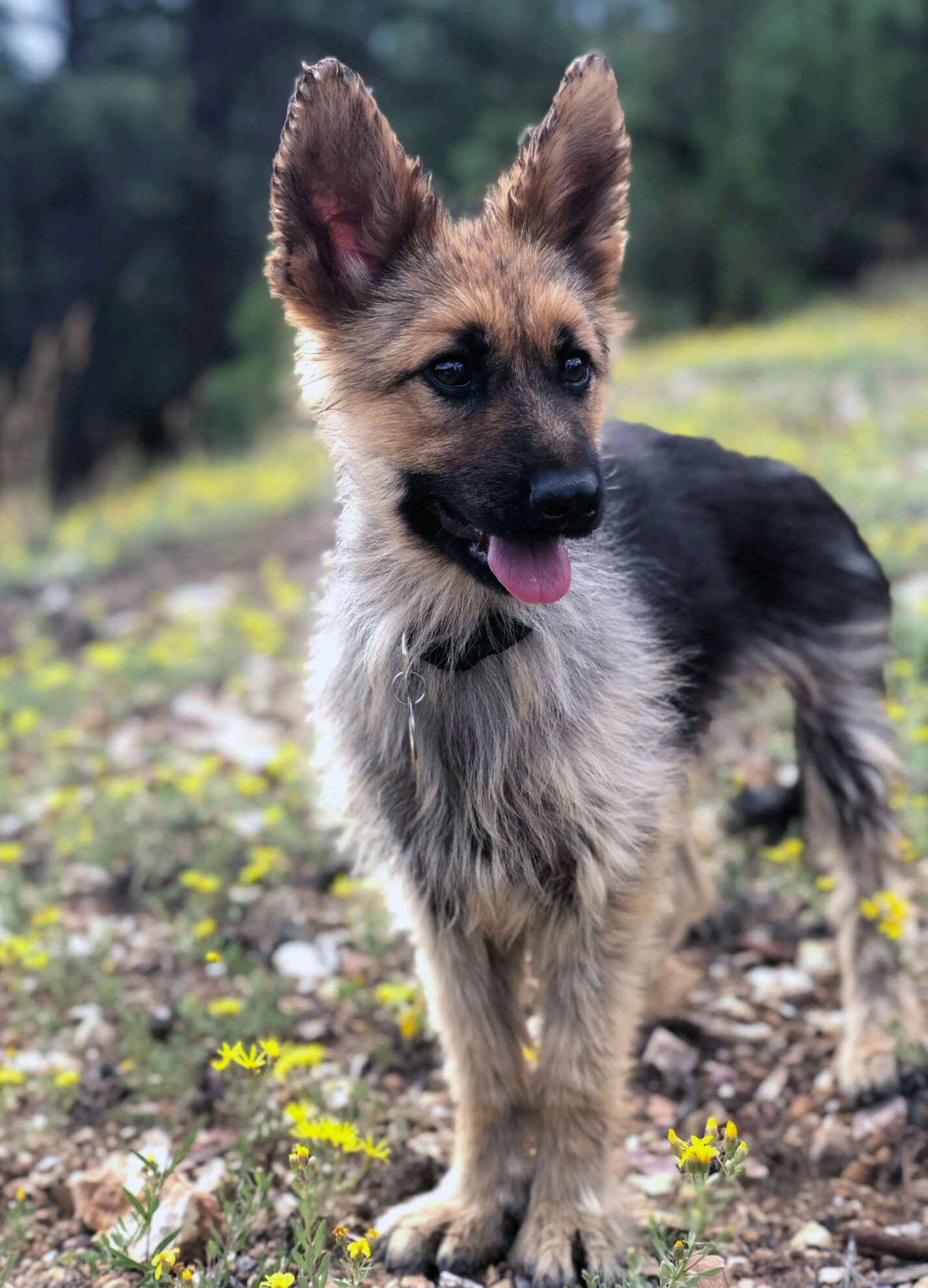 Pastor alemán pequeño: La mascota perfecta para espacios pequeños y ...